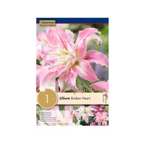 BULBO LILIUM DOUBLE BROKEN HEART 1 BULBO | ESPIÑEIRA Centro de ...