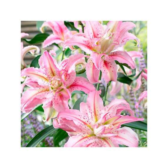 BULBO LILIUM DOUBLE BROKEN HEART 1 BULBO | ESPIÑEIRA Centro de ...