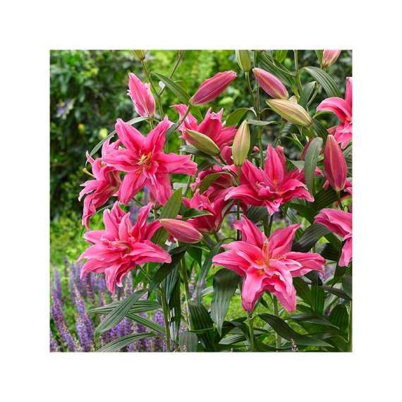 BULBO LILIUM ROSELILY ELENA 16/18 3BULBOS | ESPIÑEIRA Centro de ...