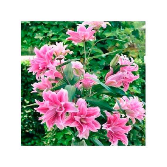 BULBO LILIUM ROSELILY ISABELLA 16/18 3 BULBOS | ESPIÑEIRA Centro de ...