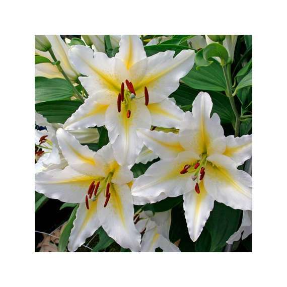 LILIUM ORIENTAL BAFERRARI 3 BULBOS | ESPIÑEIRA Centro de Jardinería S.L.